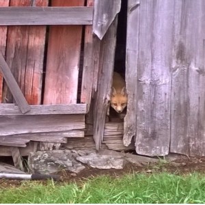 Timber Frame Videos | A Blog about Old Barns ~ from Green Mountain ...